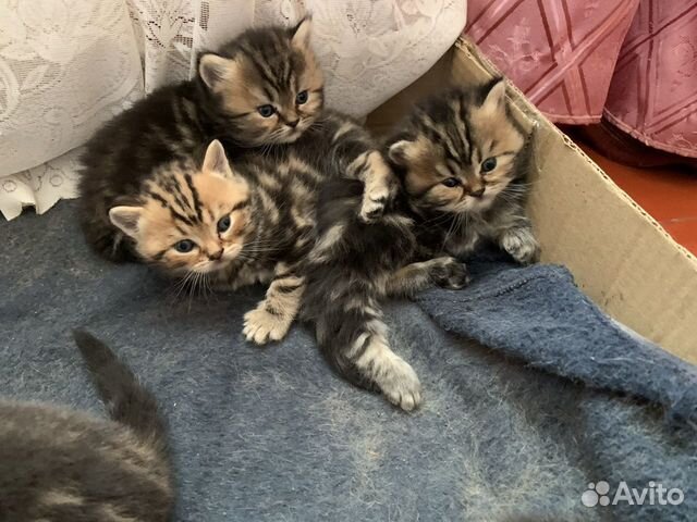 Котята шотландские мраморные торчеушки
