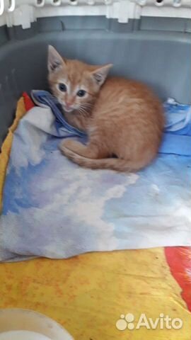 Котёнок