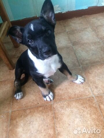 Щенок стафф