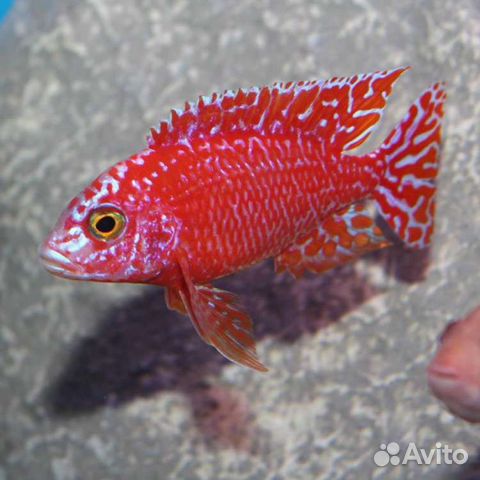 Аулонокара земляничная