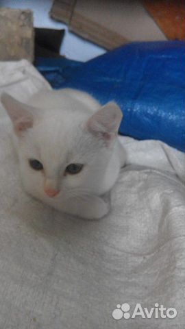 Кот 2мес