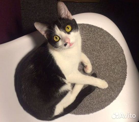 Хрупкая черно-белая Киса