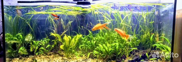 Аквариум 200 л