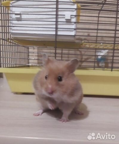 Хомяк сирийский с клеткой