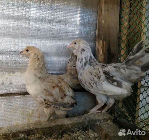 Курочки молодки Амераукан