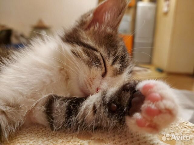 Котята