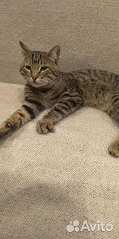Кот Срочное Пристройство