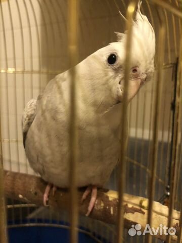 Попугай корелла бесщекая