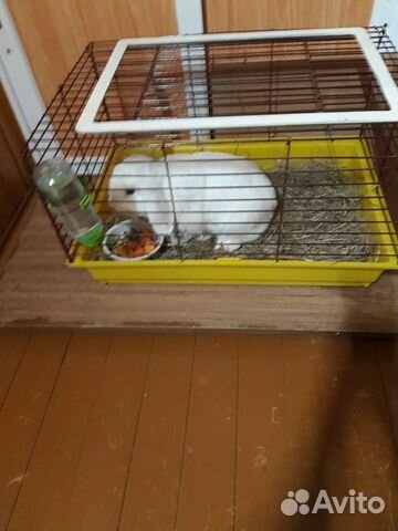 Кролик декаративный