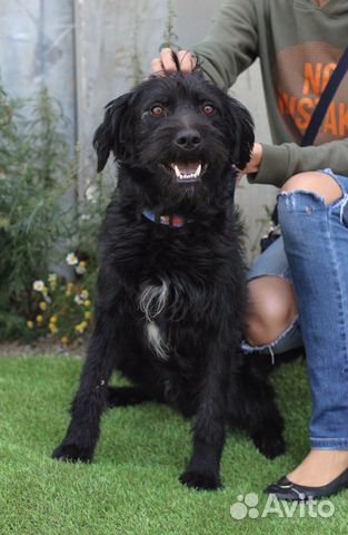 Блэк в добрые руки