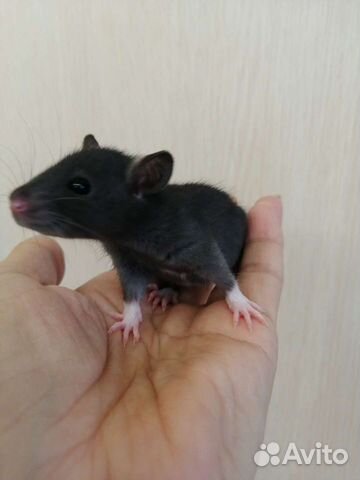Крысята черные