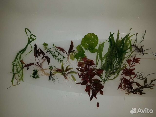 Прополка растений для аквариума