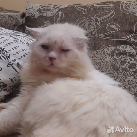Персидский кот