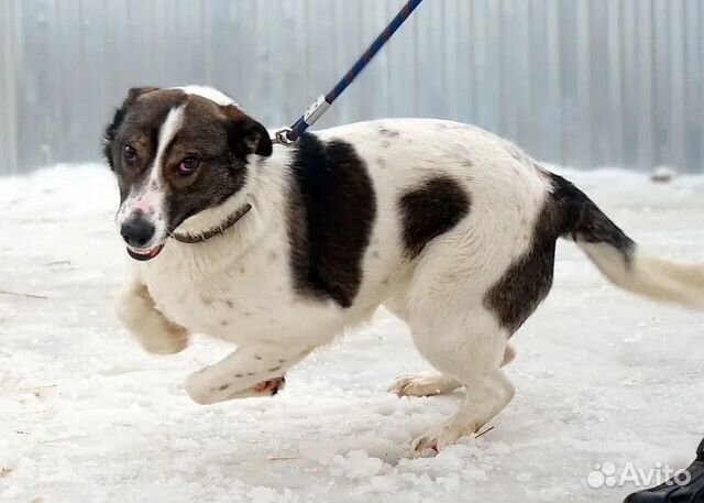 Тяпа ищет семью