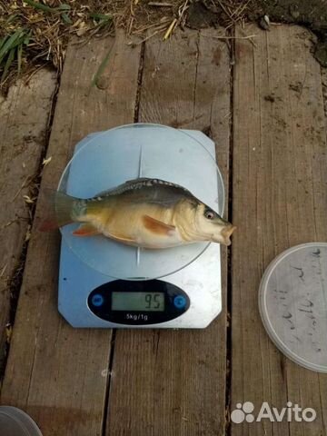 Рыбопосадочный материал