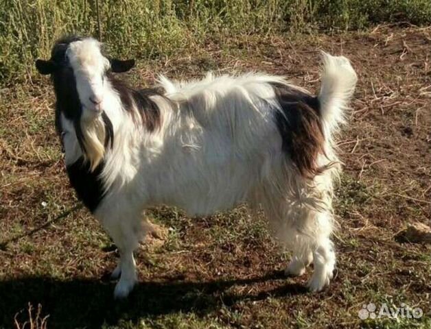 Козел для вязки