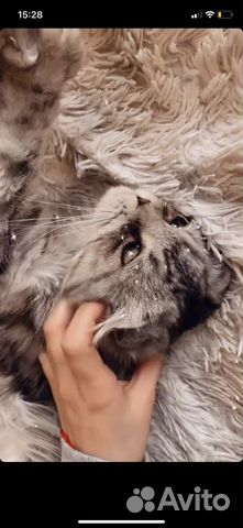 Шотландский кот на вязку
