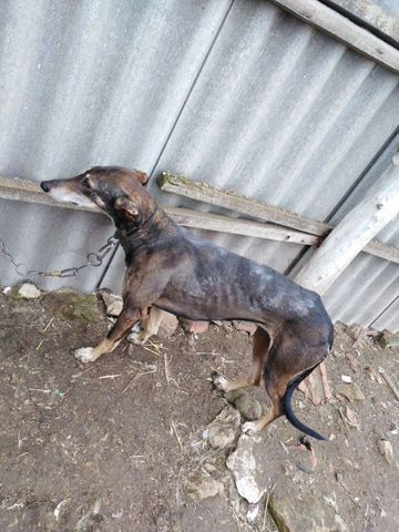 Хортая борзая