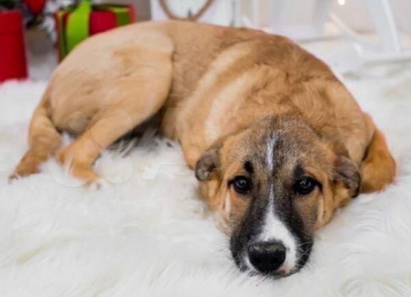 Собака подросток