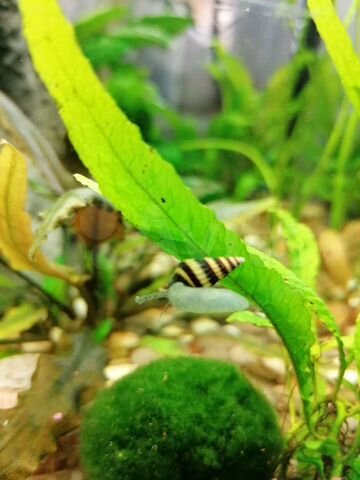 Улитка Хелена