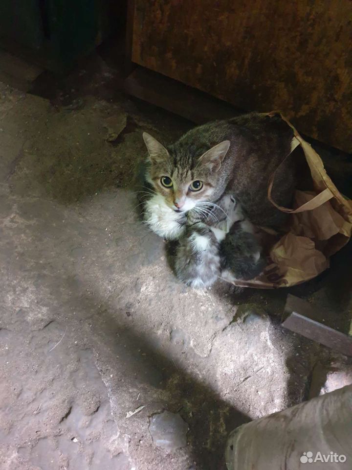 Отдам в добрые руки