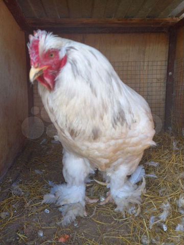 Купить петуха