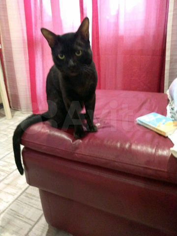 Вязка бенгал-меланистик