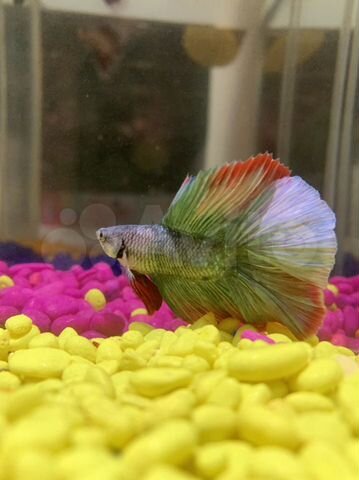 Аквариум для рыбок