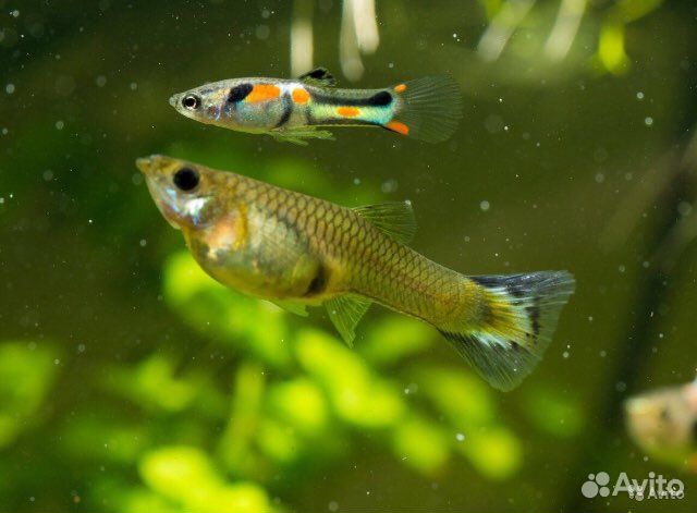 Аквариумные рыбки гуппи
