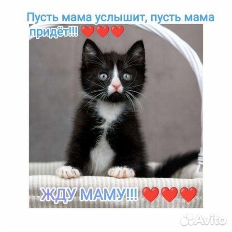 Котенок 2 месяца, дружит с собаками и котами