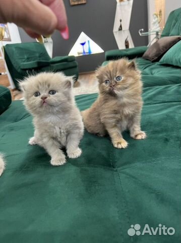 Элитные клубные хайленды