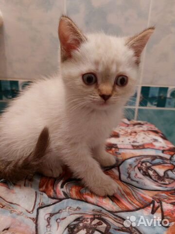 Котята ищут дом и любимых людей