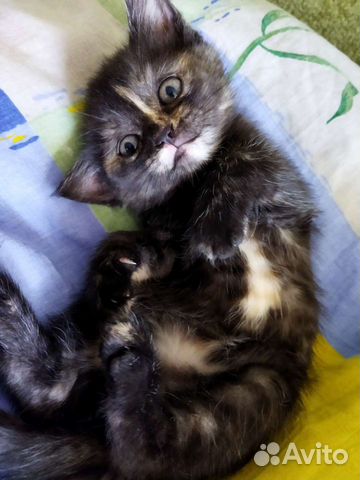 Котенок, девочка. Бесплатно. К лотку приучена