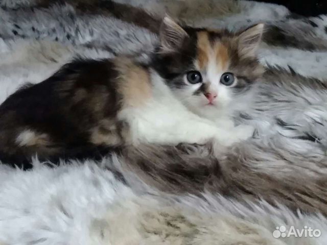 Котёнок