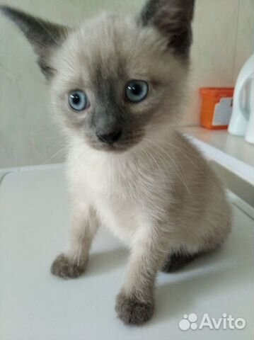 Котята в добрые руки бесплатно