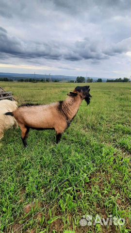 Чистопородный козёл