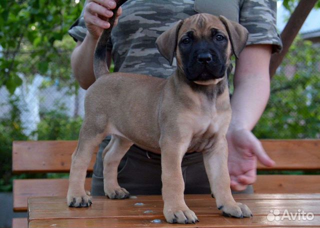 Щенки пресо канарио