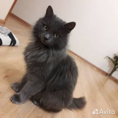 Кошка порода нибелунг