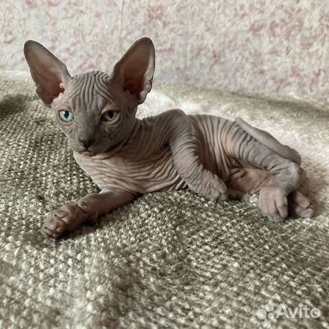Кошка