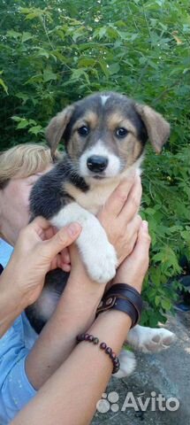 Щенок в добрые руки