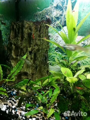 Креветки красные(вишенки)