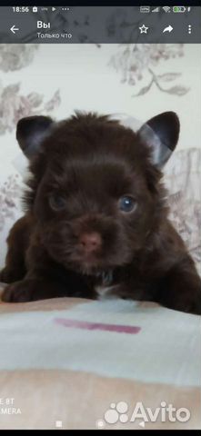 Горький Шоколад.Мальчики мини и стандарт