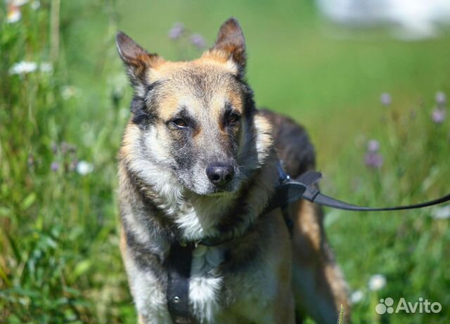 6 лет дома и снова в приюте. Пёс Волк ищет дом