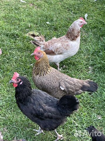 Куры несушки 11 мес