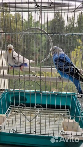 Волнистый попугай с клеткой