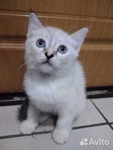 Продам котенка