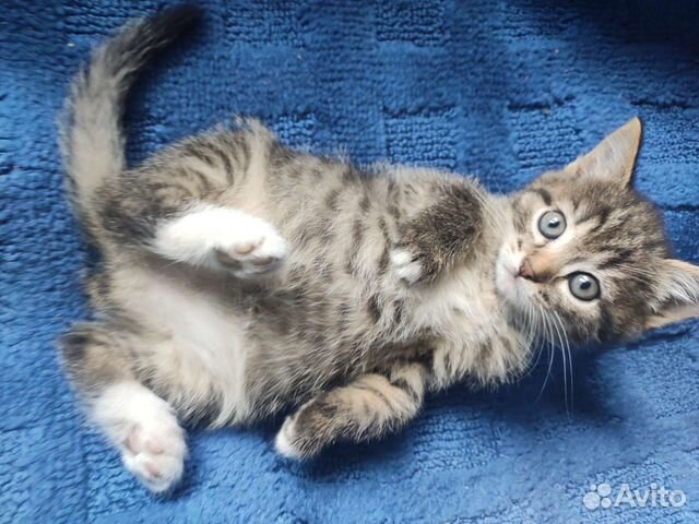 Марьяша - кошка Ваша 1.5 мес в добрые руки