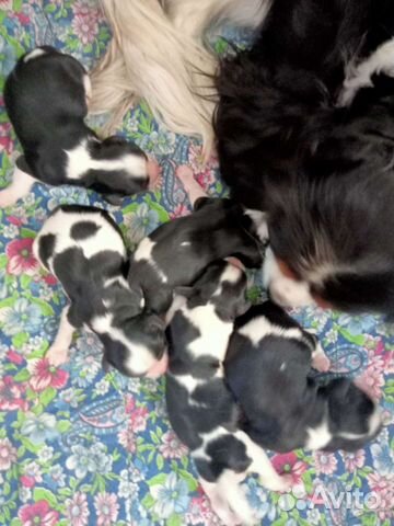 Щенки кавалер кинг чарльз спаниеля резерв
