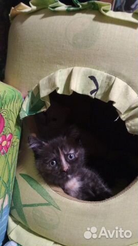 Милые котятки Рыжик и Масянька ждут добрые руки