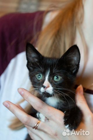 2-месячный котёнок Чейз ждёт семью в Лесном приюте